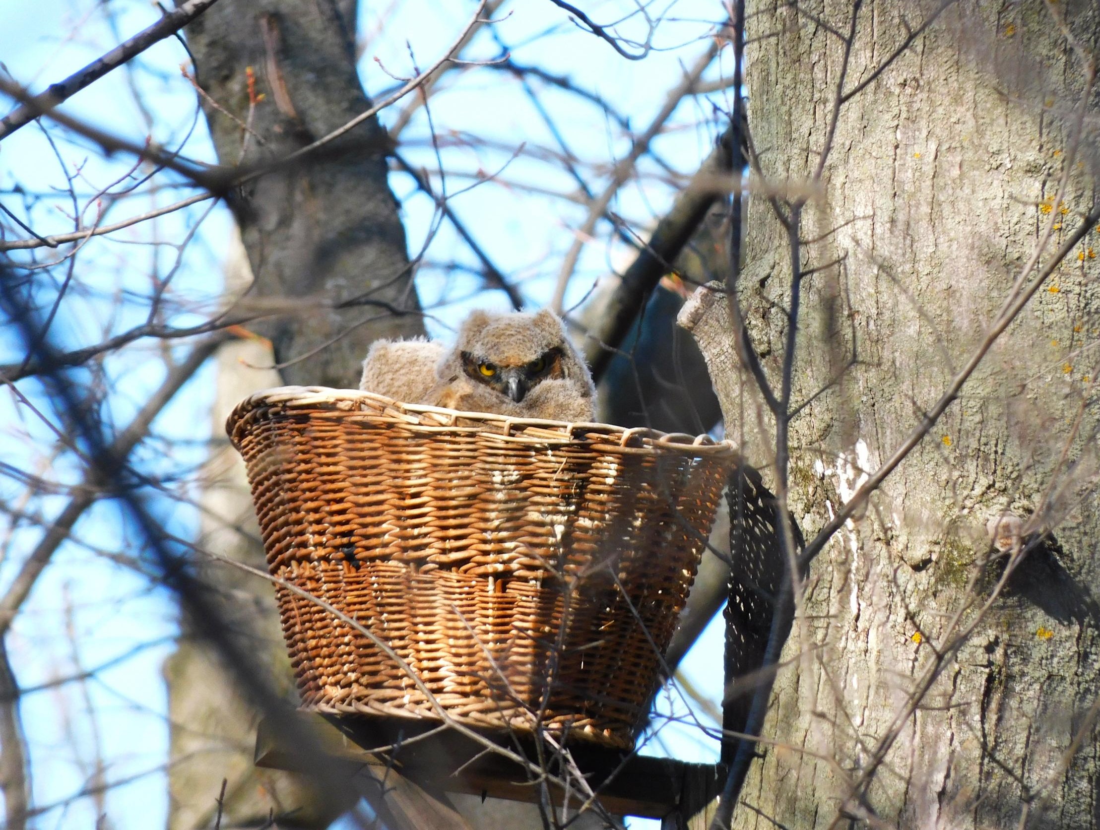 Working Together To Help Local Wildlife | Heckrodt