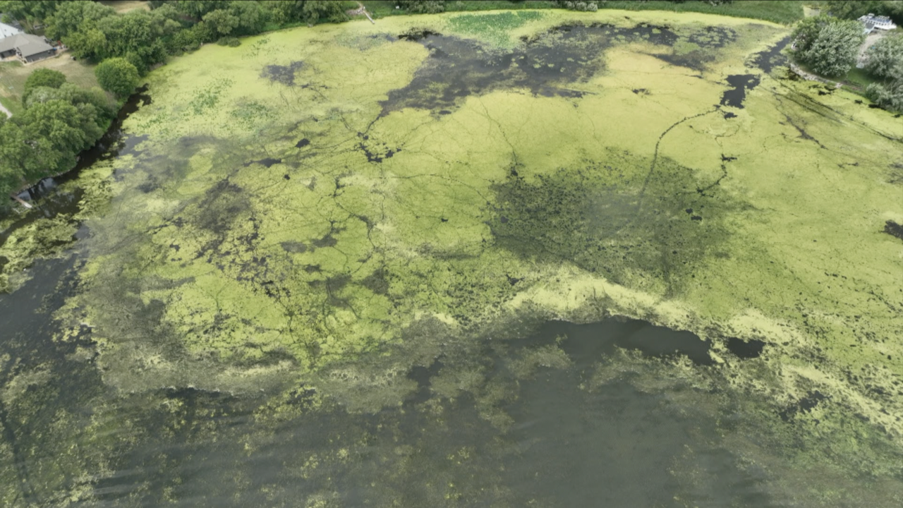 Blue-green algae and how it affects you | Heckrodt
