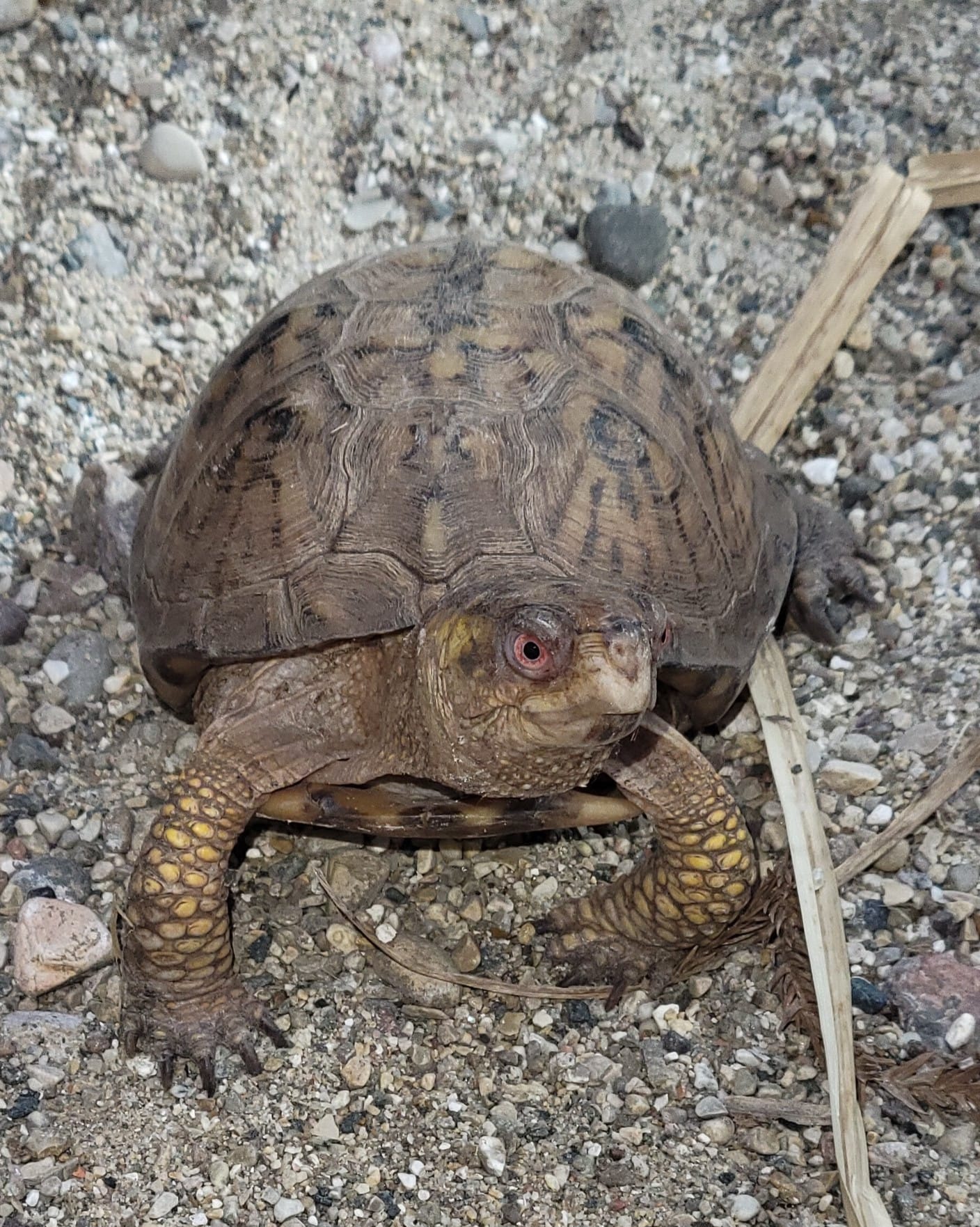 2025: The Best Year Yet by Chester the Turtle | Heckrodt
